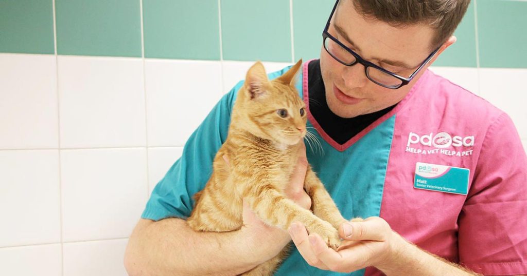 Charity of the Week | PDSA - Christmas Connections Blog