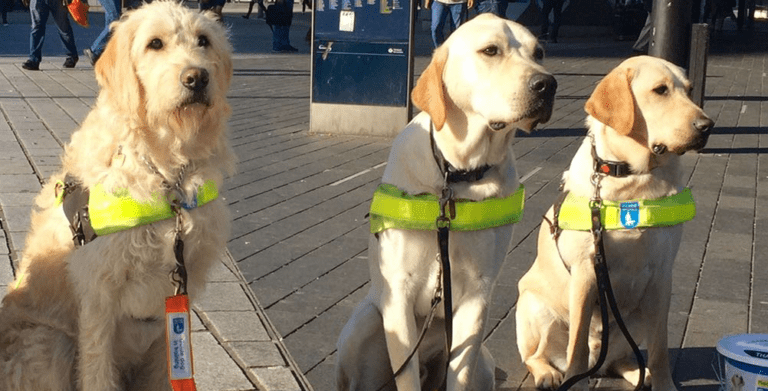 Charity of the Week | Guide Dogs UK - Christmas Connections Blog